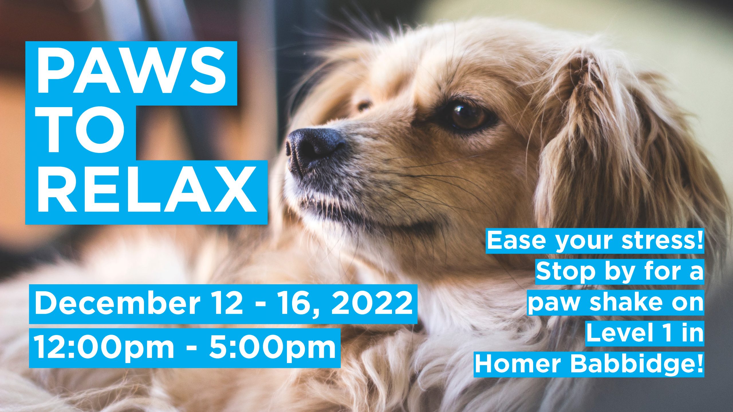 Finals never looked so good – Paws to Relax at the Homer Babbidge ...